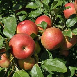 HONEYCRISP APPLE