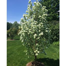 TOKYO TOWERS FRINGE TREE